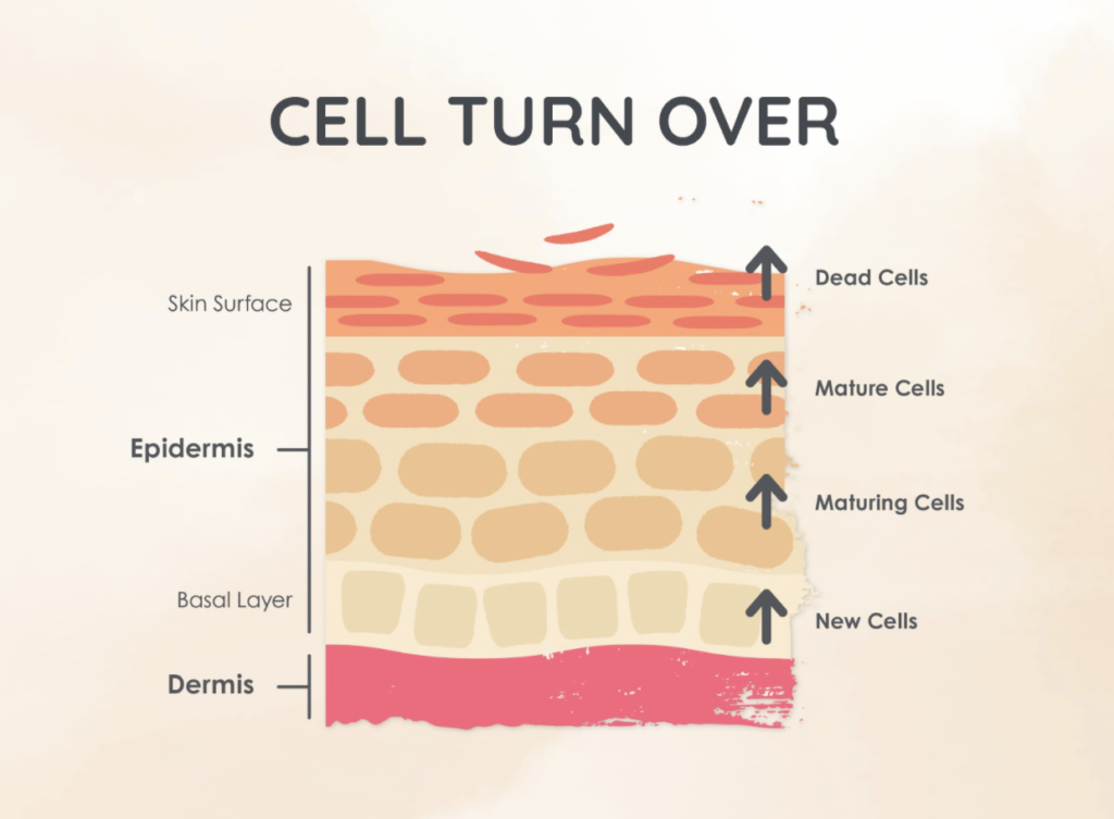How To Boost Cell Turnover & Prevent Premature Aging