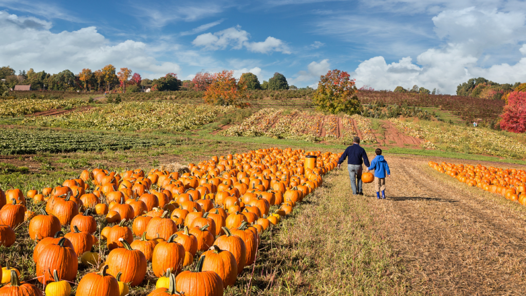 7 Fun Fall Activities To Try W The Family 7 Fun Fall Activities To Try W The Family
